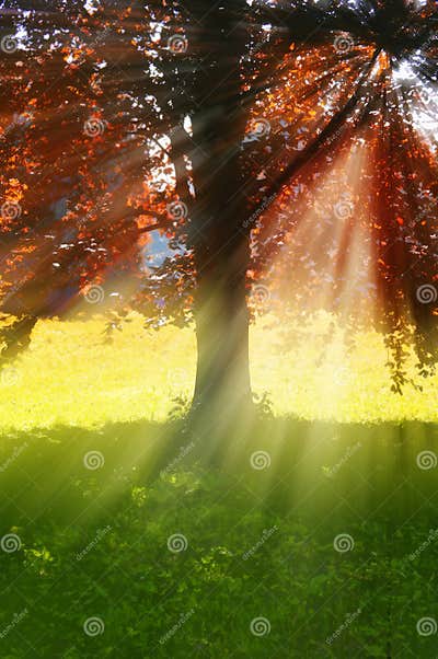 Tree with rays of sun stock image. Image of tree, environment - 9542535