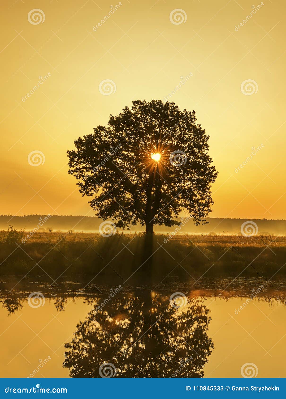 A Tree with Rays of Sun Reflected in the Water Stock Image - Image of ...