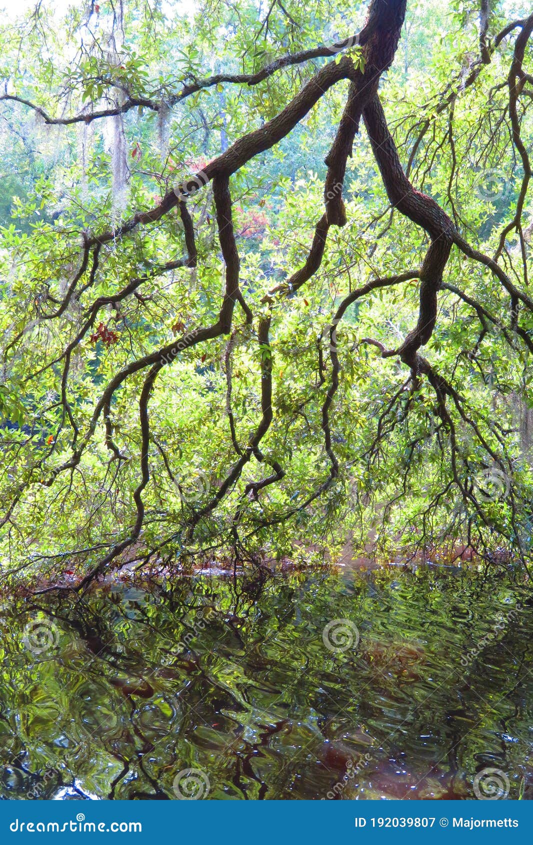 Tree Reaching Down To Rippled Water Stock Image - Image of water, tree ...