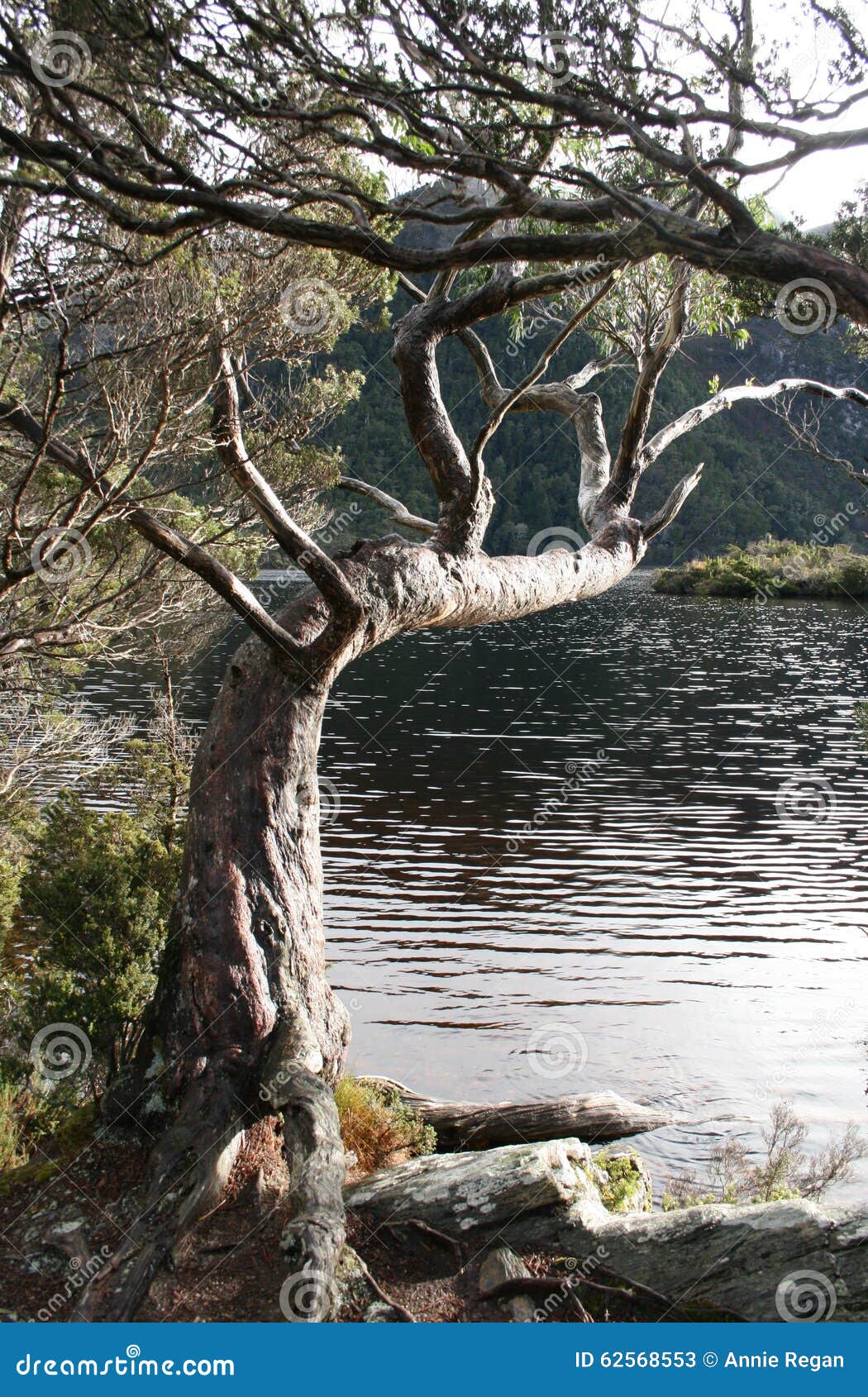 Tree reaching over lake stock image. Image of stretching - 62568553