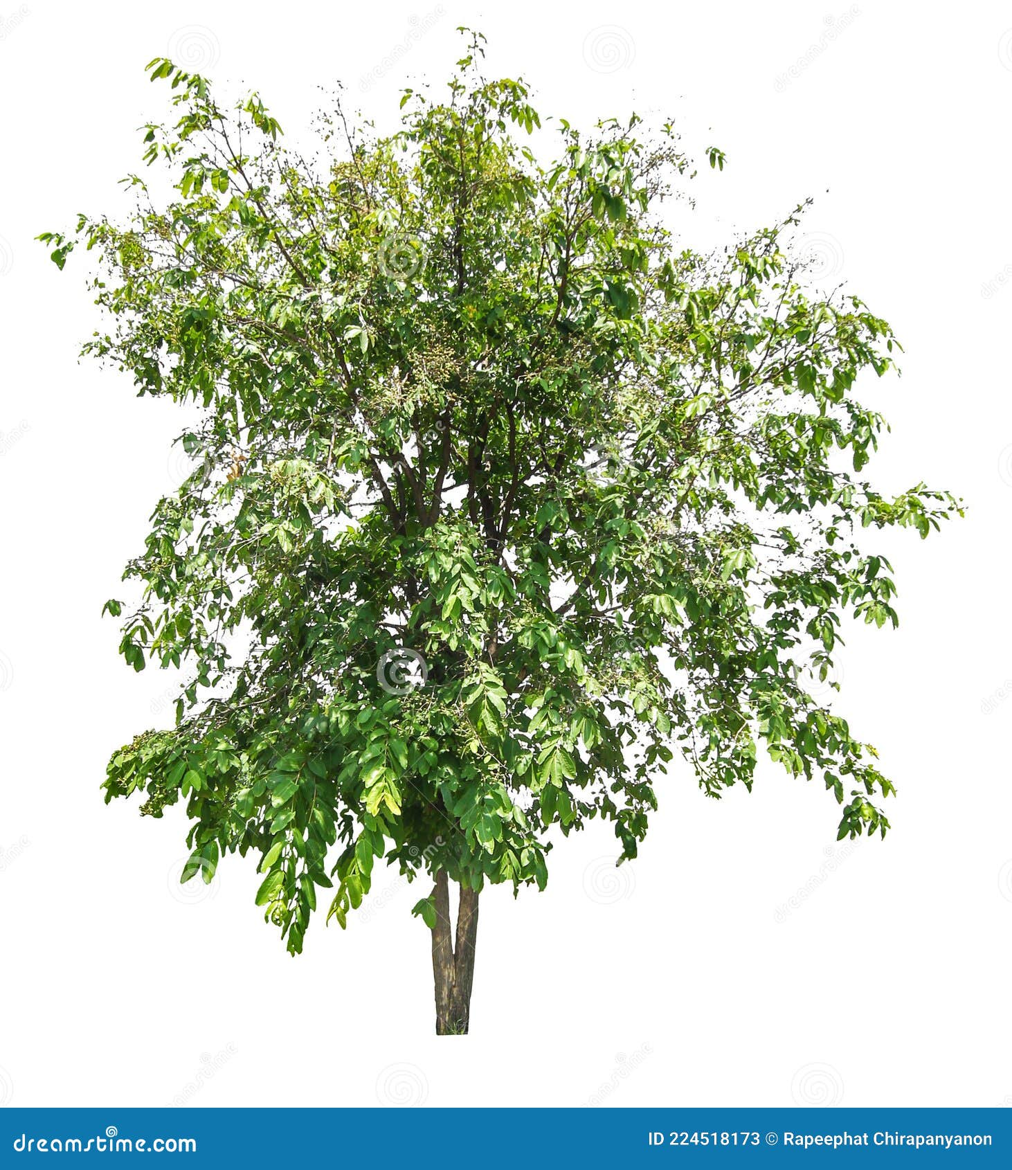 Tree Real Isolate Die Cut on White Background with Clipping Path Stock ...