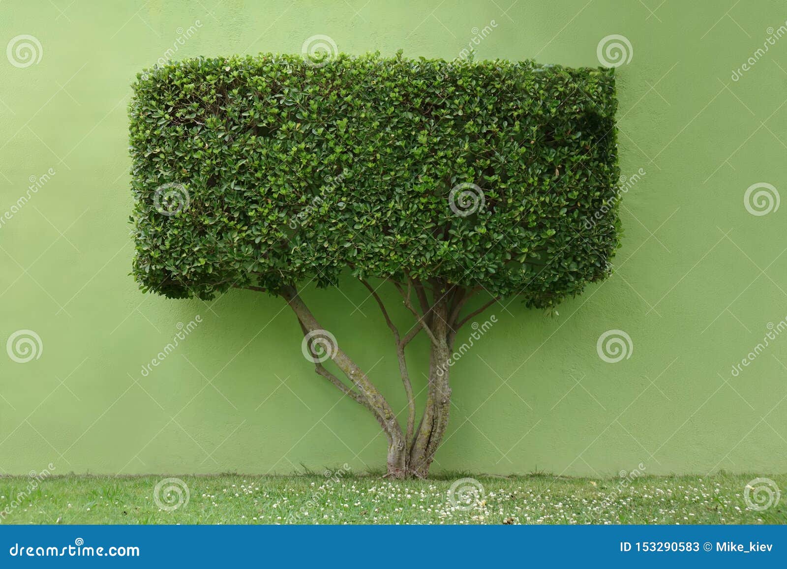 Tree with a Rectangular Crown Stock Image - Image of branch ...
