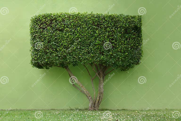 Tree with a Rectangular Crown Stock Image - Image of branch ...