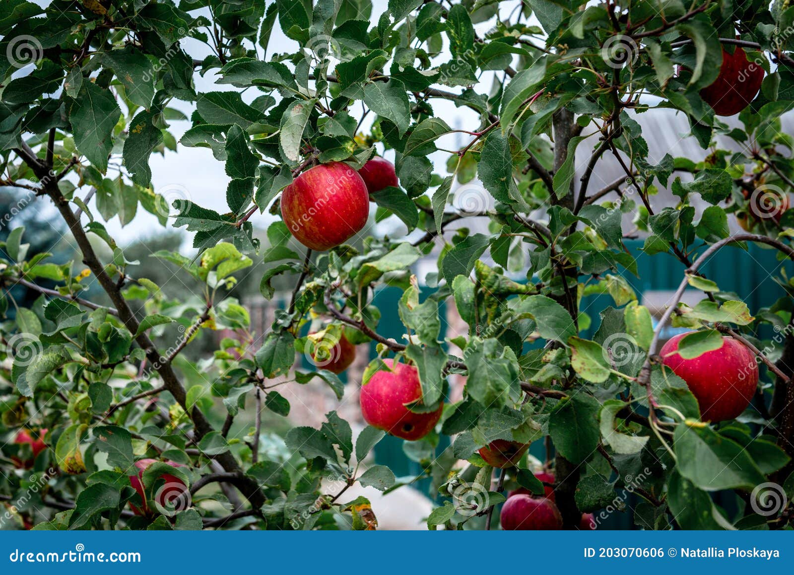 Tree with Red Apples in Autumn Stock Photo - Image of fruit, healthy ...