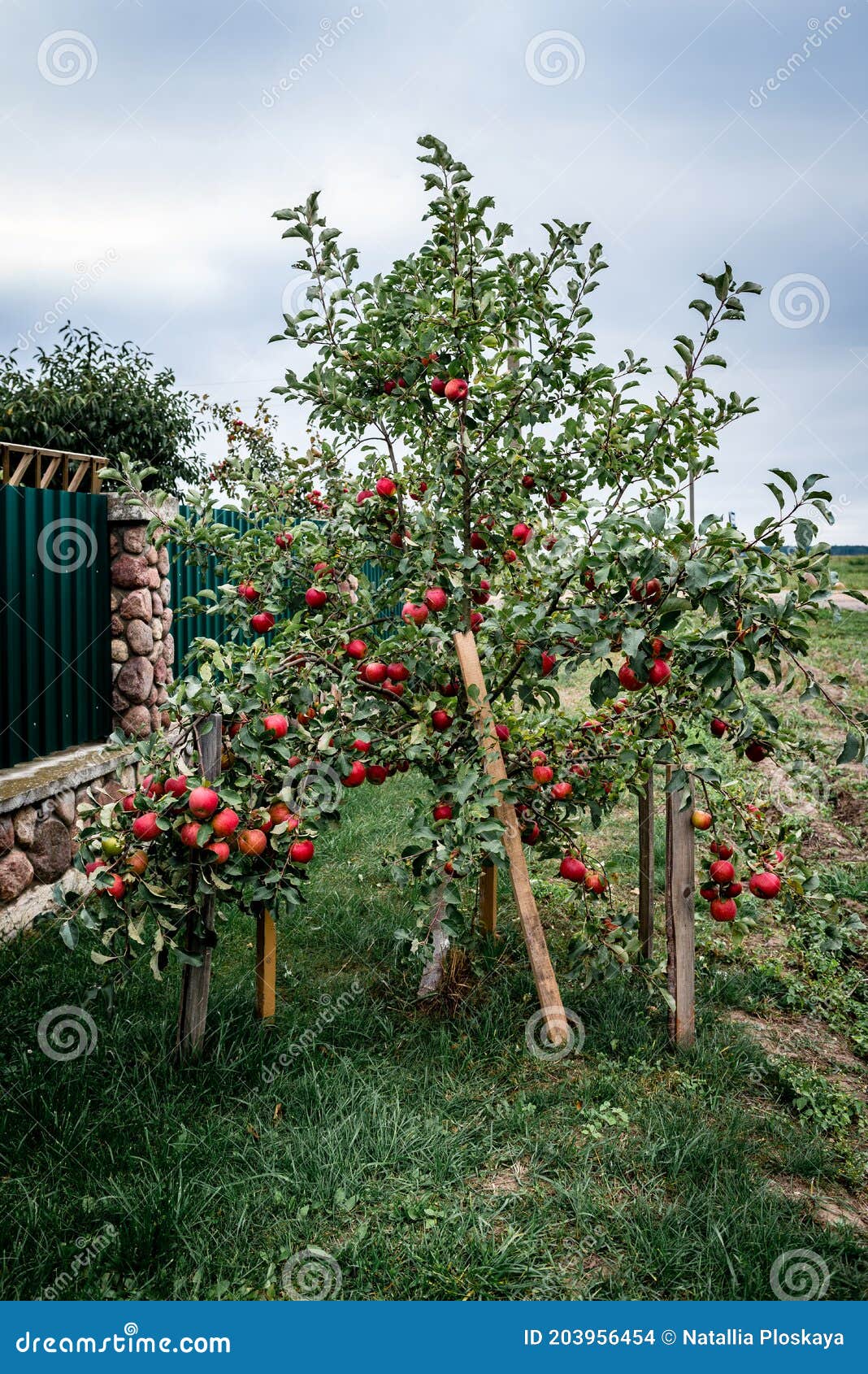 Tree with Red Apples in Autumn Stock Photo - Image of farm, life: 203956454