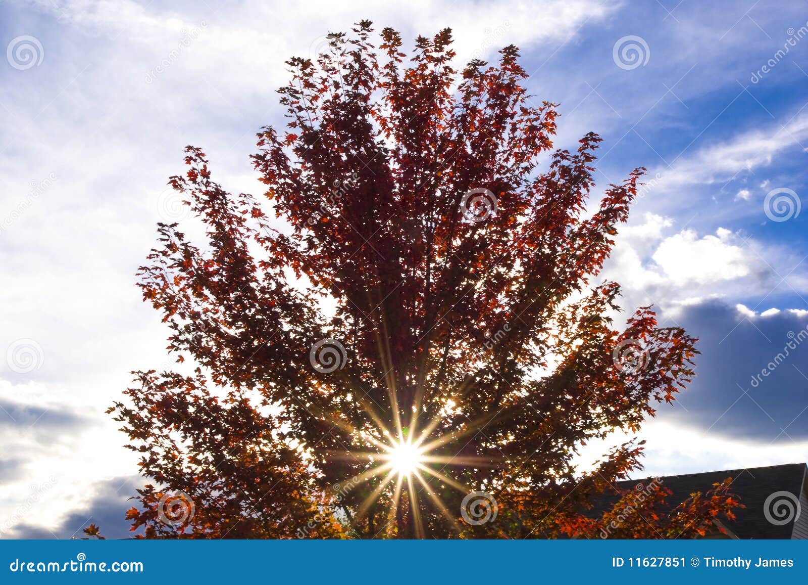 Tree with Red Autumn Leaves Near Sunset Stock Image - Image of green ...