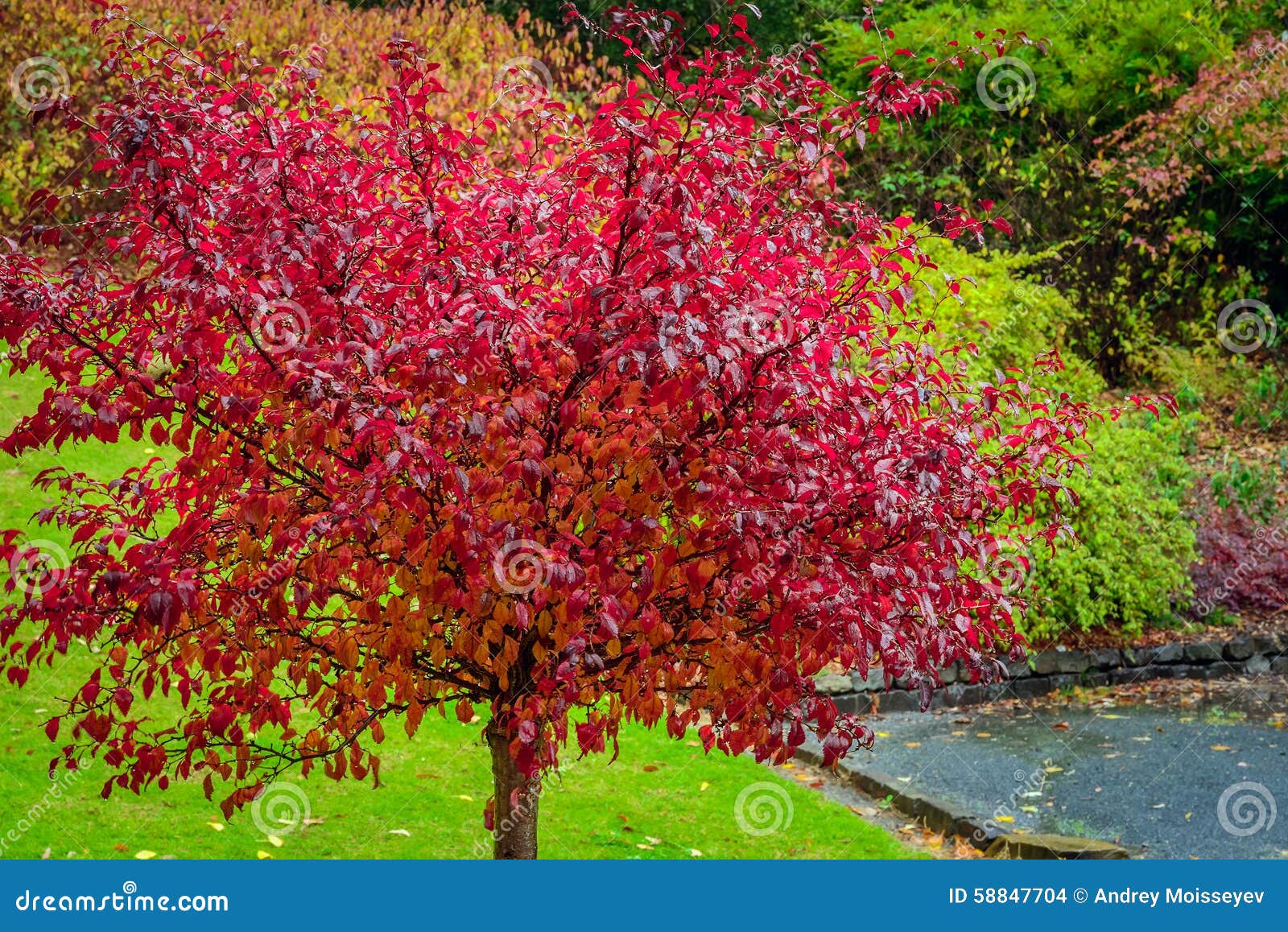 Tree with Red Autumn Leaves Stock Photo - Image of calm, idyllic: 58847704