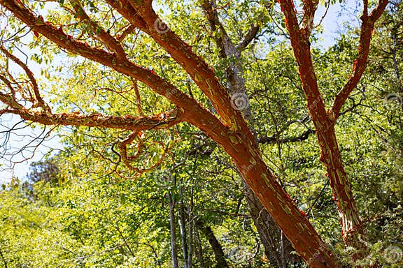 Red-barked tree stock image. Image of nature, botanical - 196355915