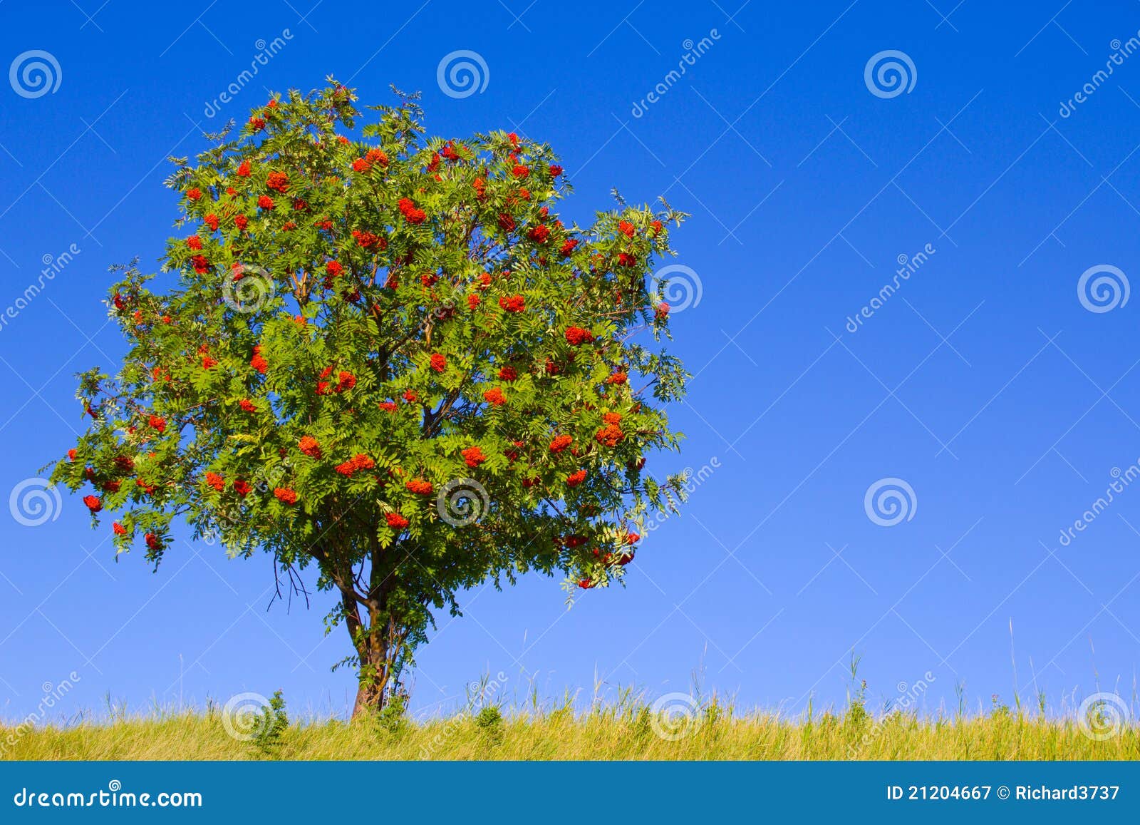 Tree with Red Berries stock image. Image of ripe, nature - 21204667