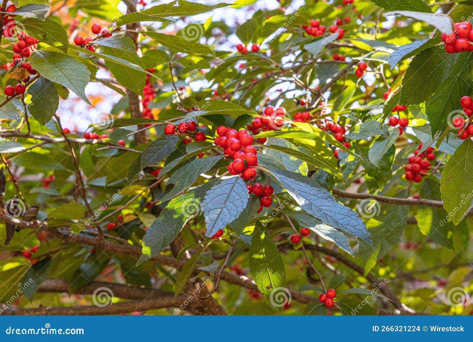 Tree with Red Berries and Green Leaves in Spring Stock Photo - Image of ...