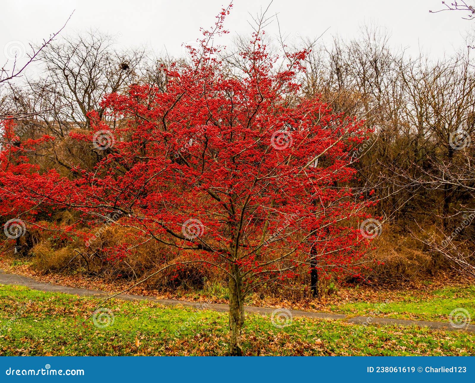 Tree with Red Berries in Winter Stock Image - Image of peace, relax ...