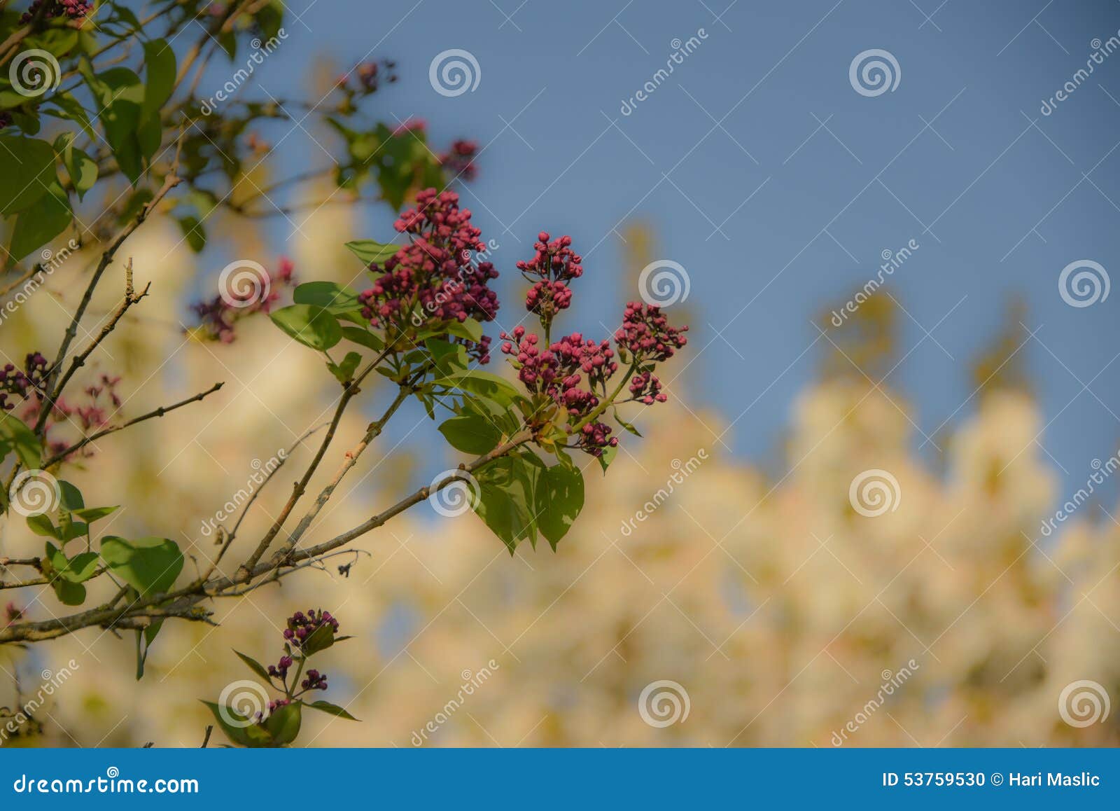Tree with red buds stock photo. Image of leaves, green - 53759530