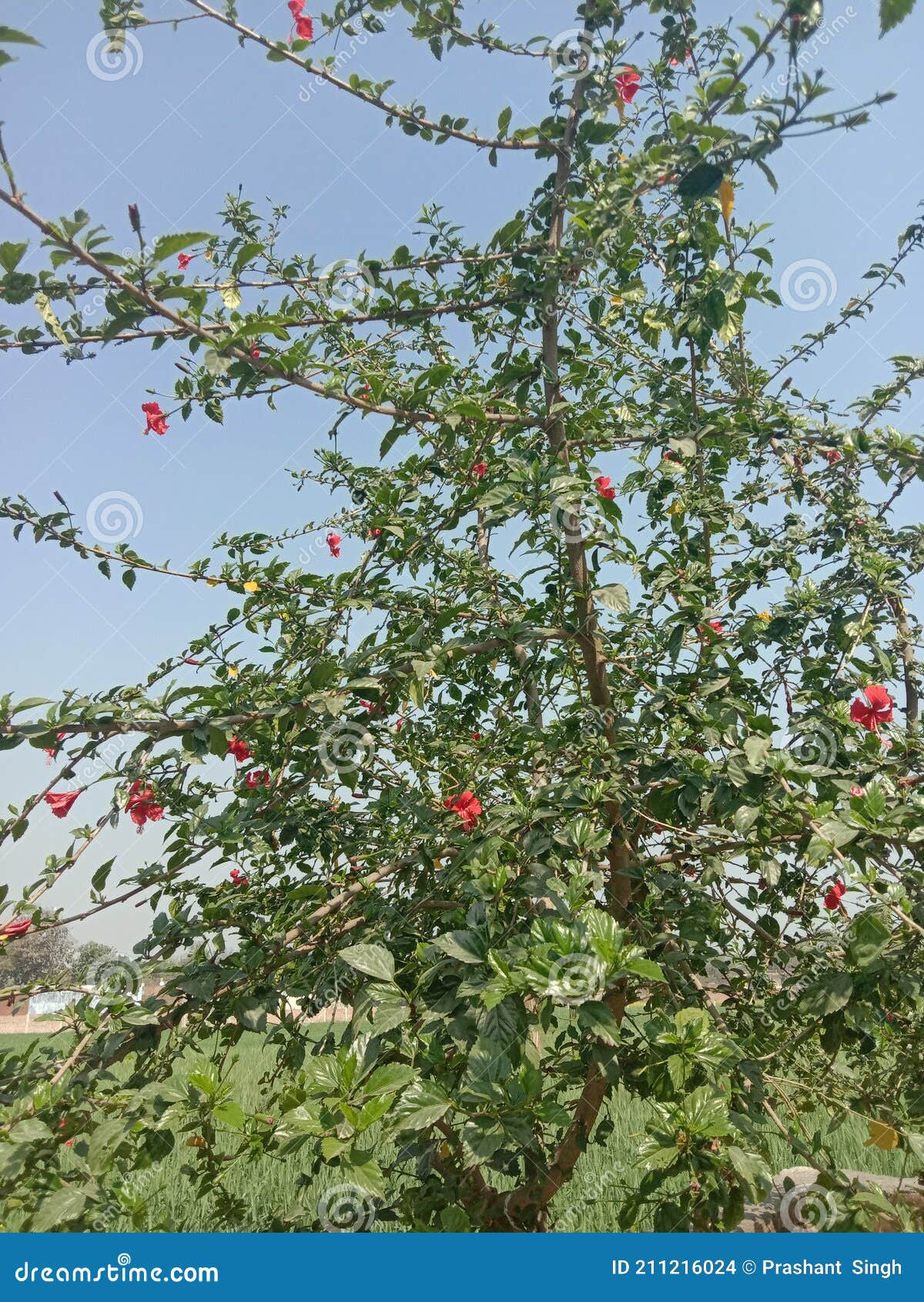 Tree of a red flower stock photo. Image of autumn, blossom - 211216024