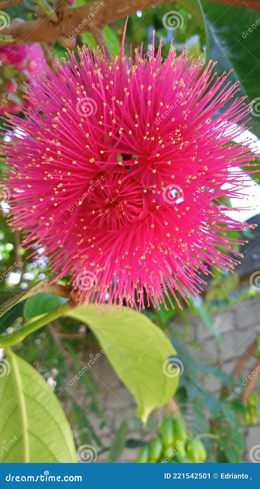 Tree with Red Flowers. Beautiful Photo Stock Image - Image of flower ...