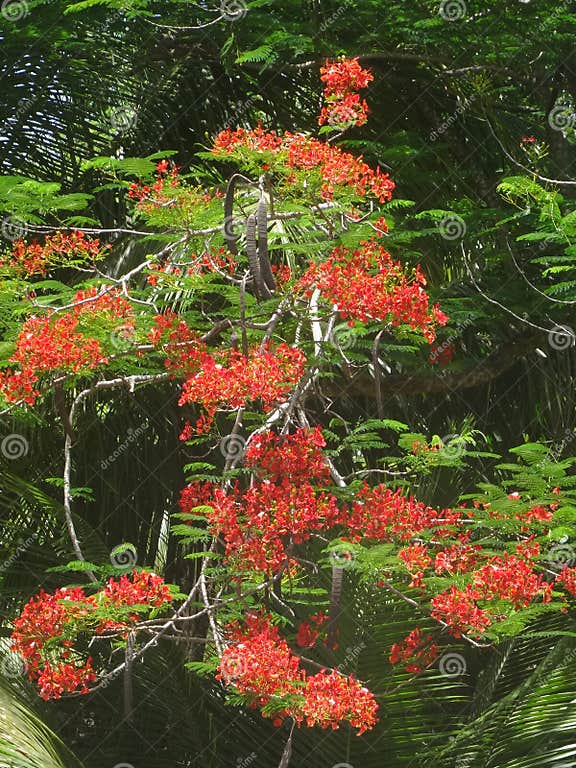 A tree with red flowers stock image. Image of vegetation - 255955519