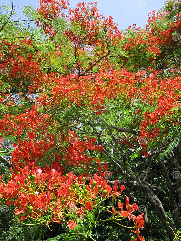 A tree with red flowers stock image. Image of blossom - 287284179