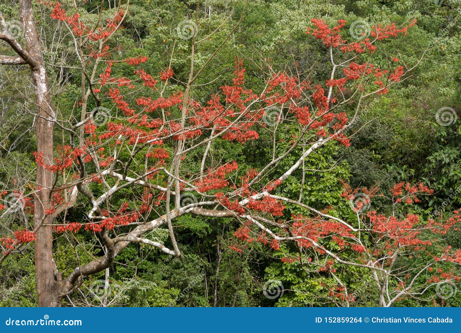Tree with Red Flowers Surrounded by Vegetation Stock Photo - Image of ...