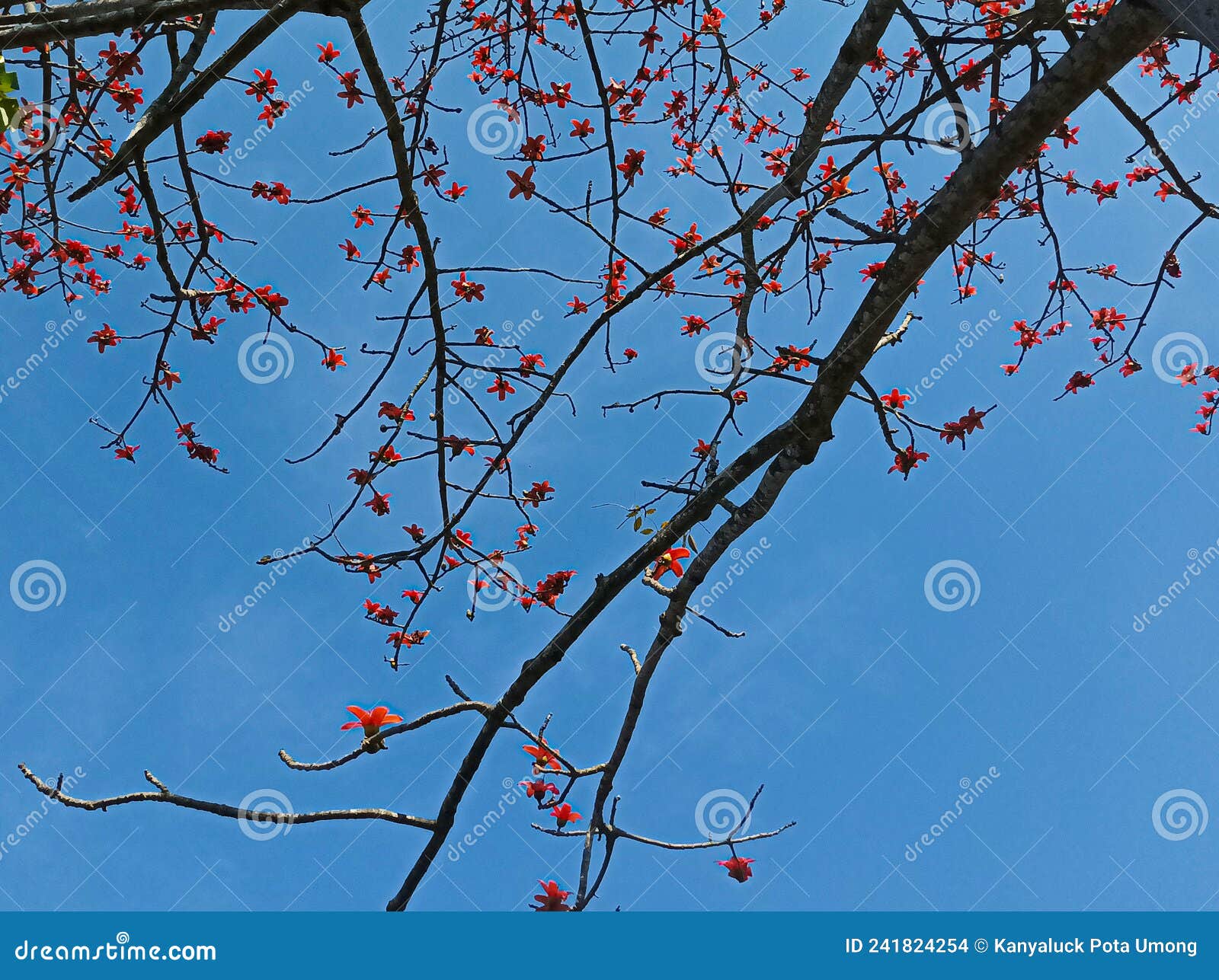 Tree with red flowers stock photo. Image of summer, green - 241824254