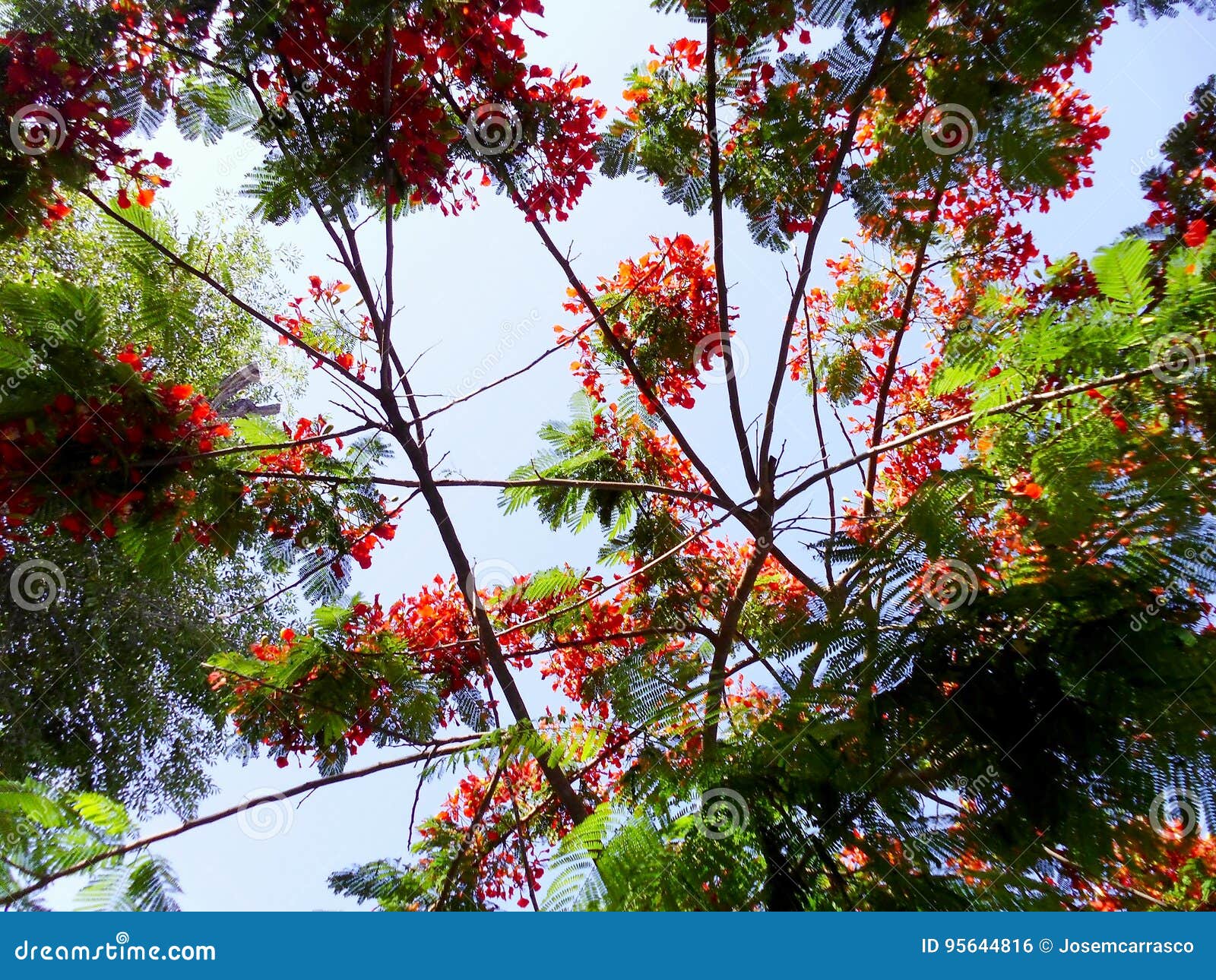 Tree with red flowers stock photo. Image of green, cayenne - 95644816
