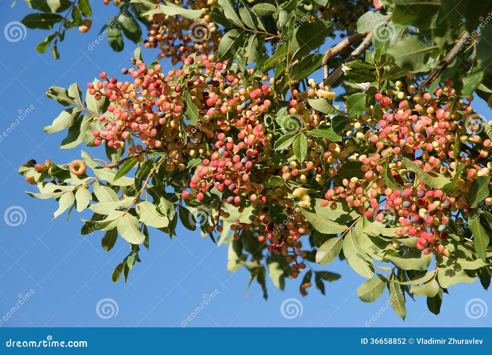 Tree with Red Fruits on a Background of Blue Sky Stock Photo - Image of ...