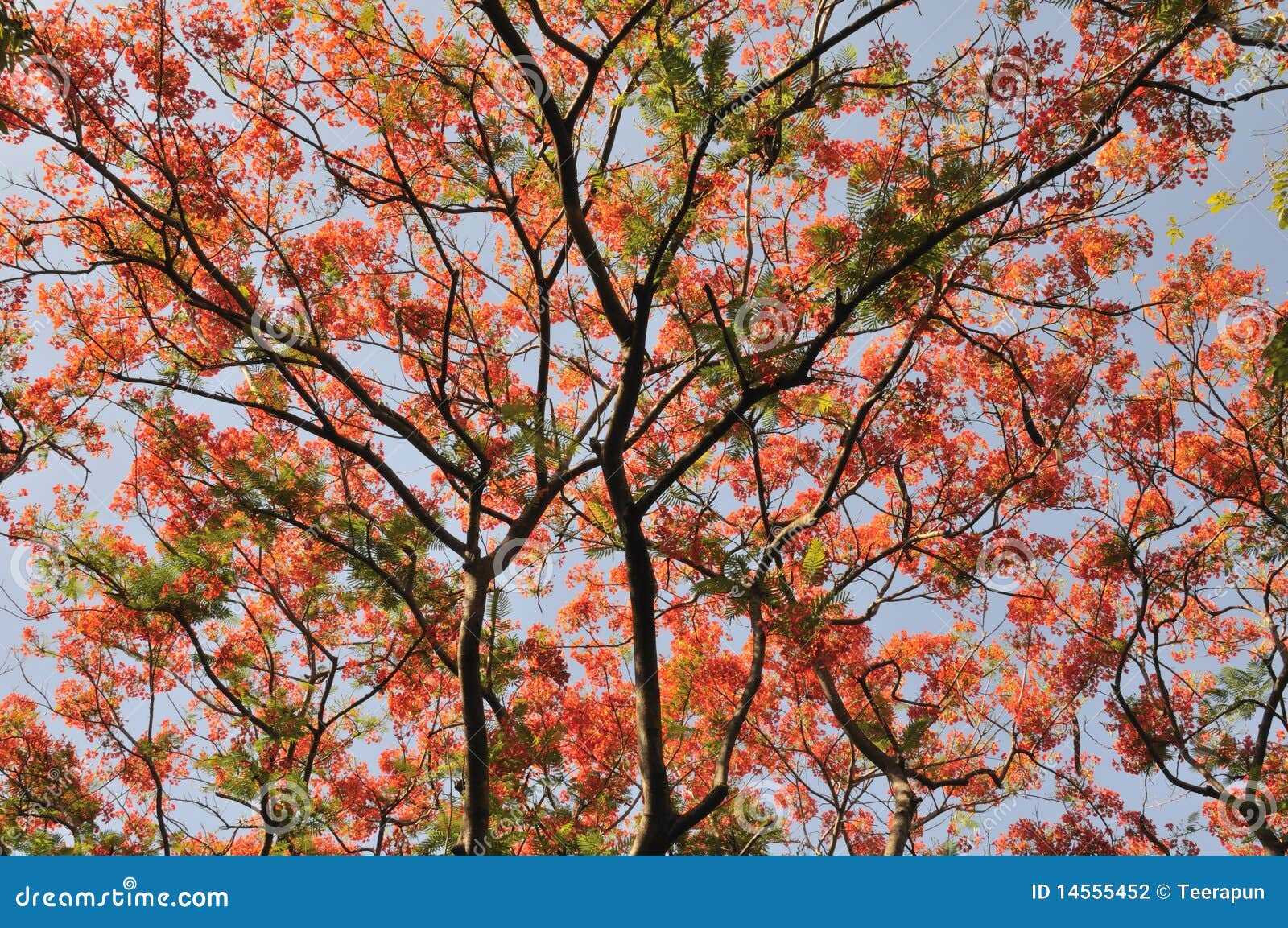 Tree with Red Leaf, Thailand. Stock Photo - Image of forest, foliage ...