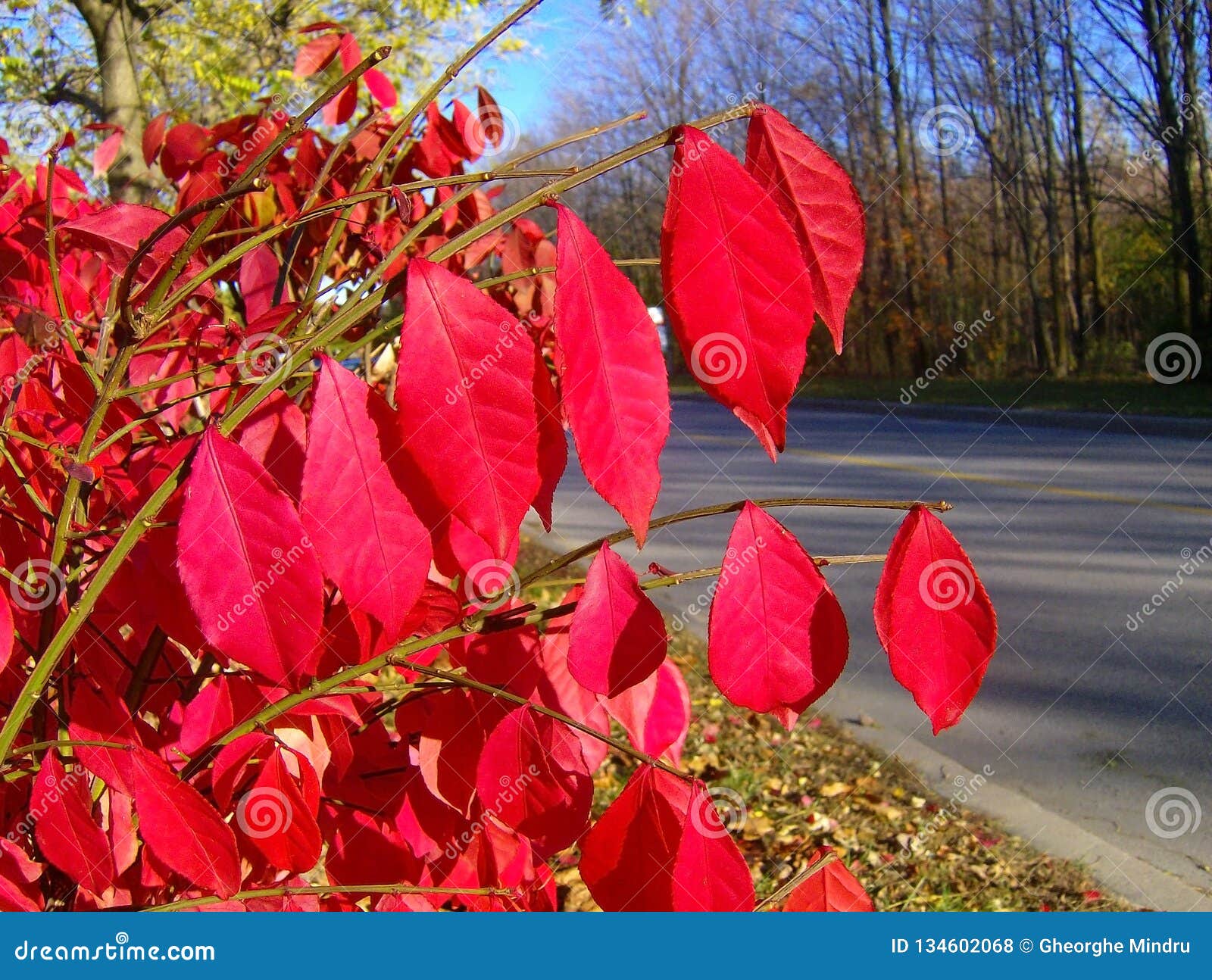 Tree with Red Leaves in the Autumn Stock Photo - Image of light, branch ...