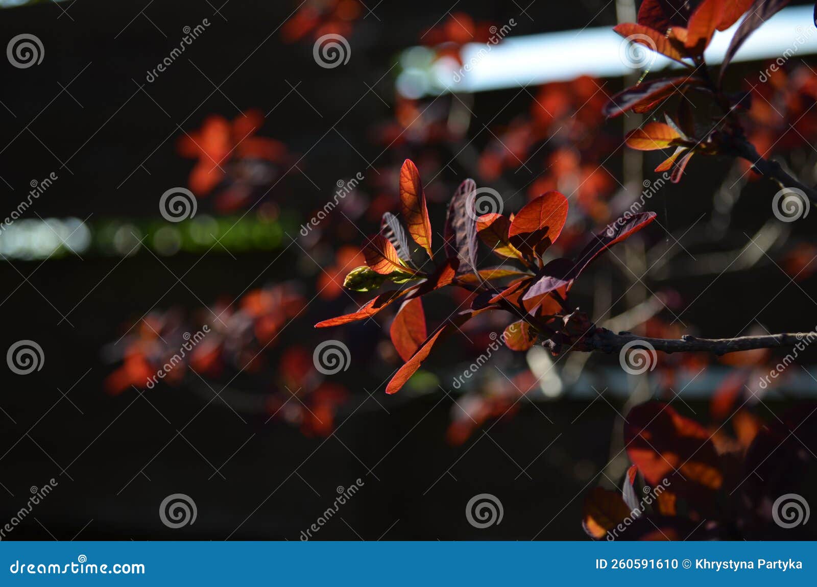 The Tree with Red Leaves on the Branches Stock Photo - Image of dark ...