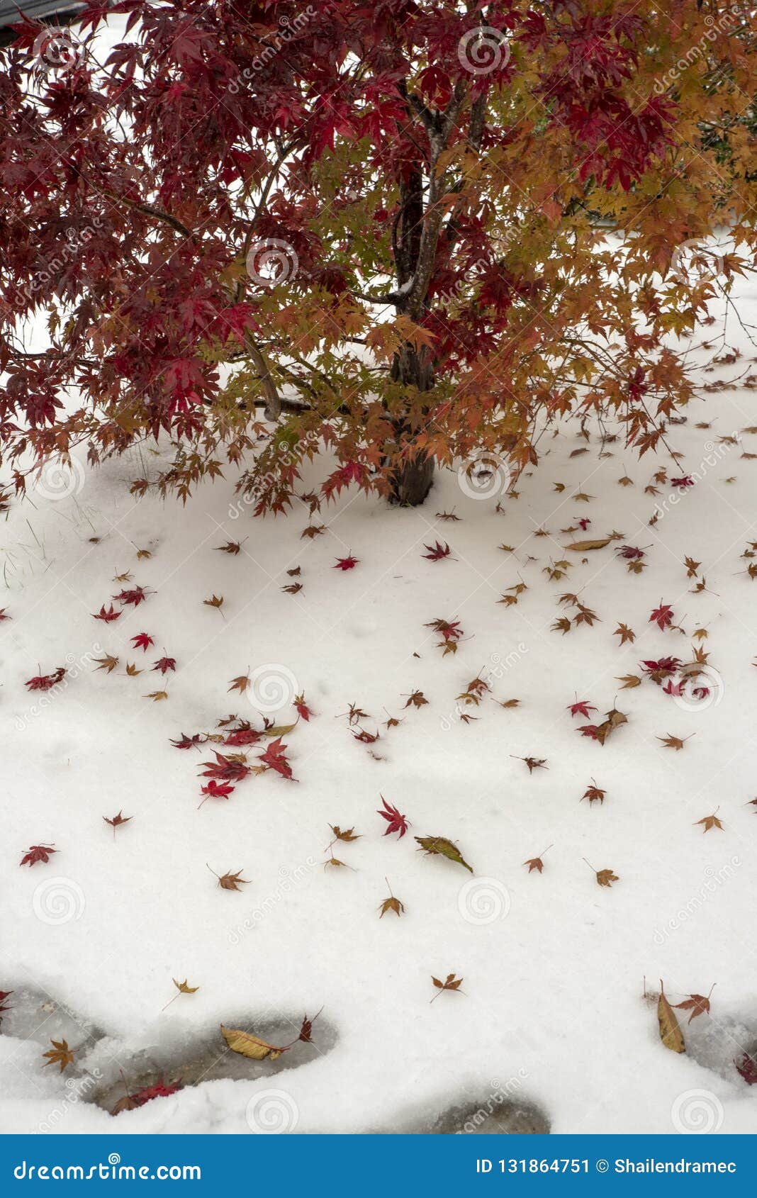Tree and Red Tree Leaves on White Snow Stock Image - Image of yellow ...