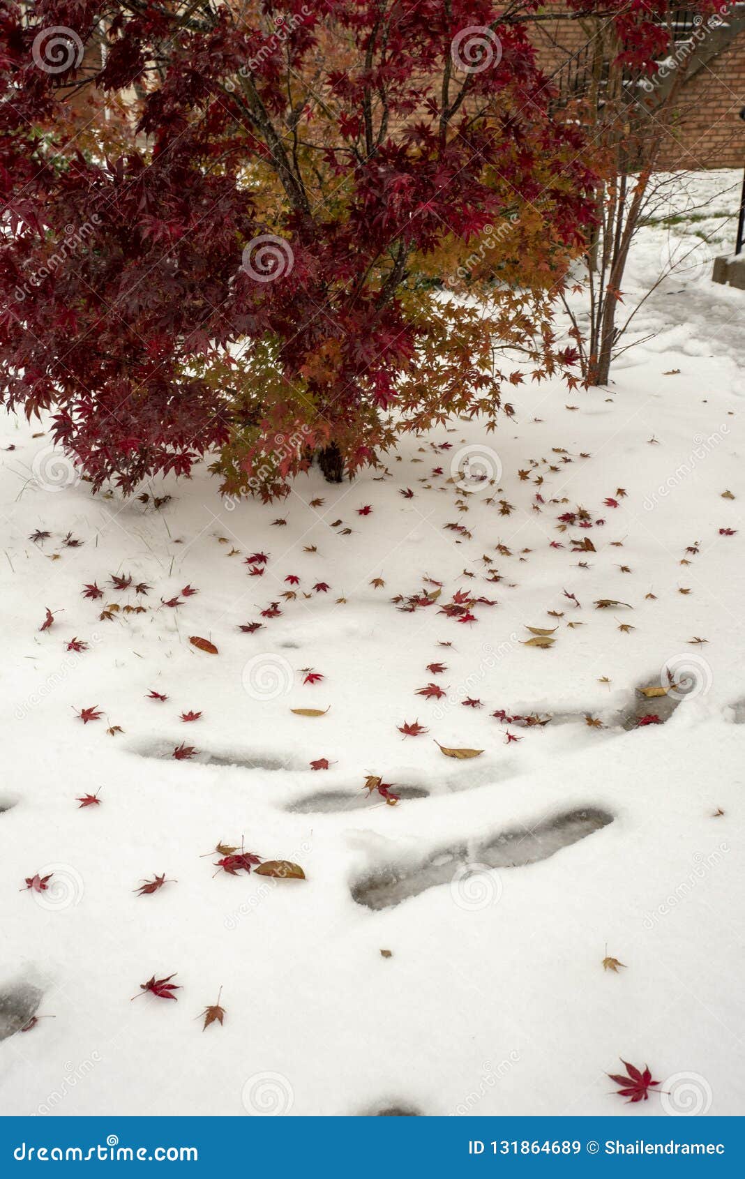 Tree and Red Tree Leaves on White Snow Stock Image - Image of leaves ...