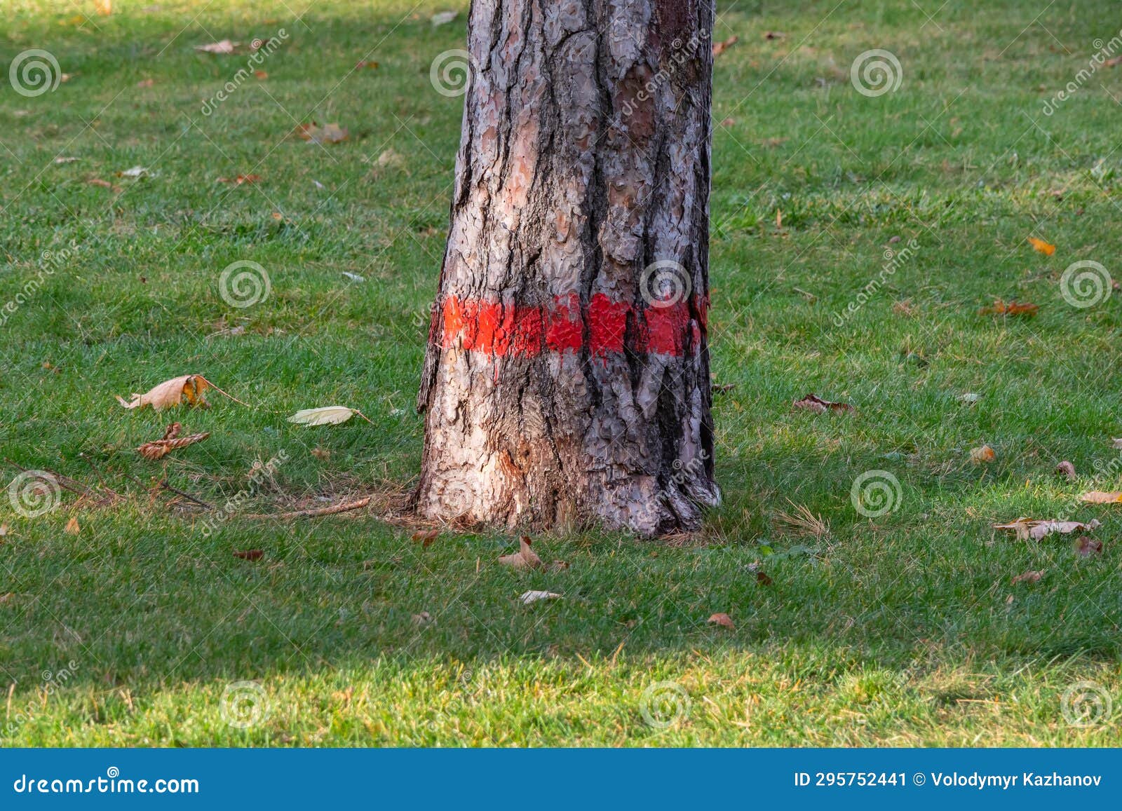 Tree with Red Mark. a Line on the Bark of a Tree Indicates that it ...