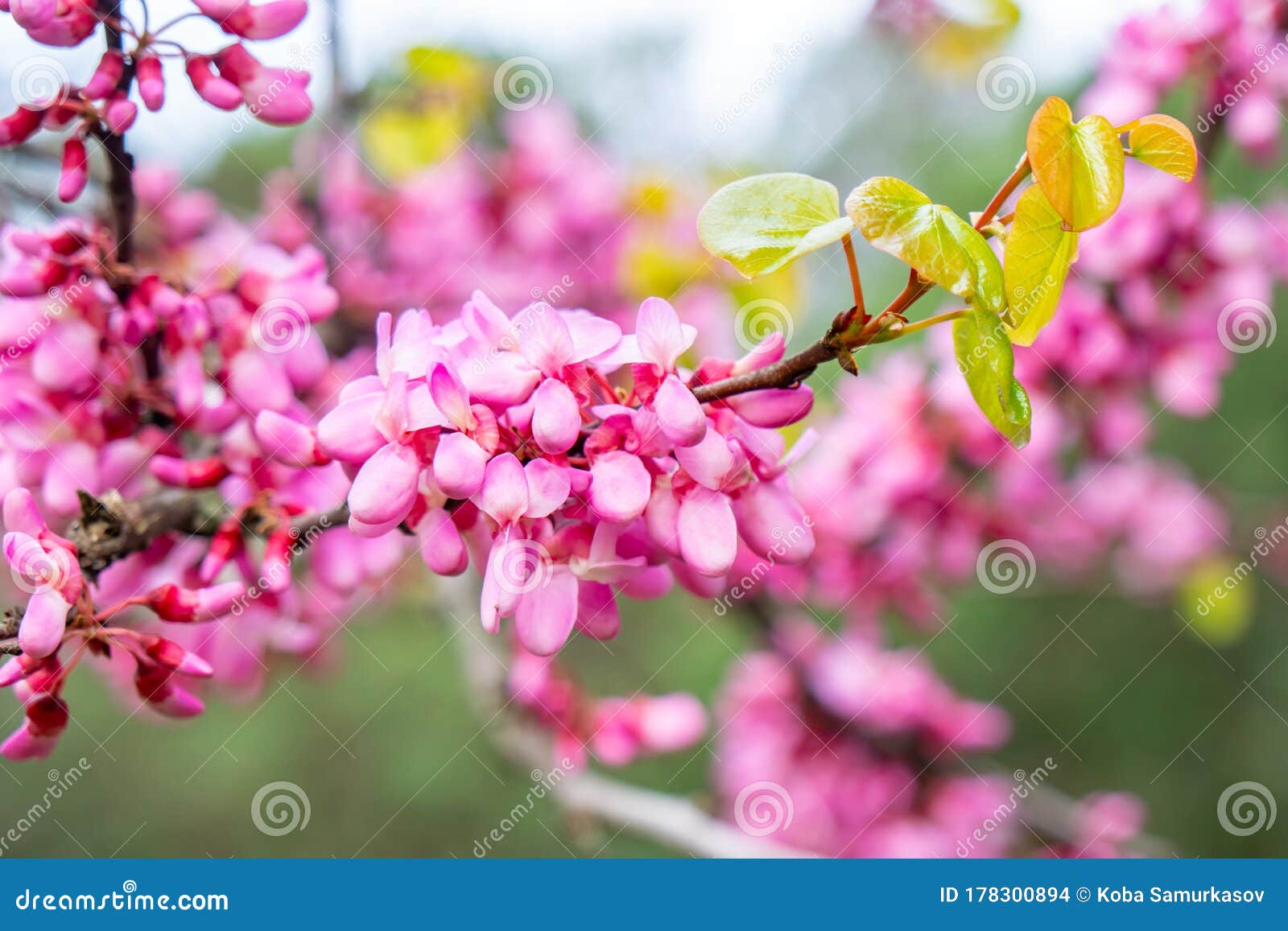 Tree with Red, Pink Flowers in Spring Stock Photo - Image of beauty ...