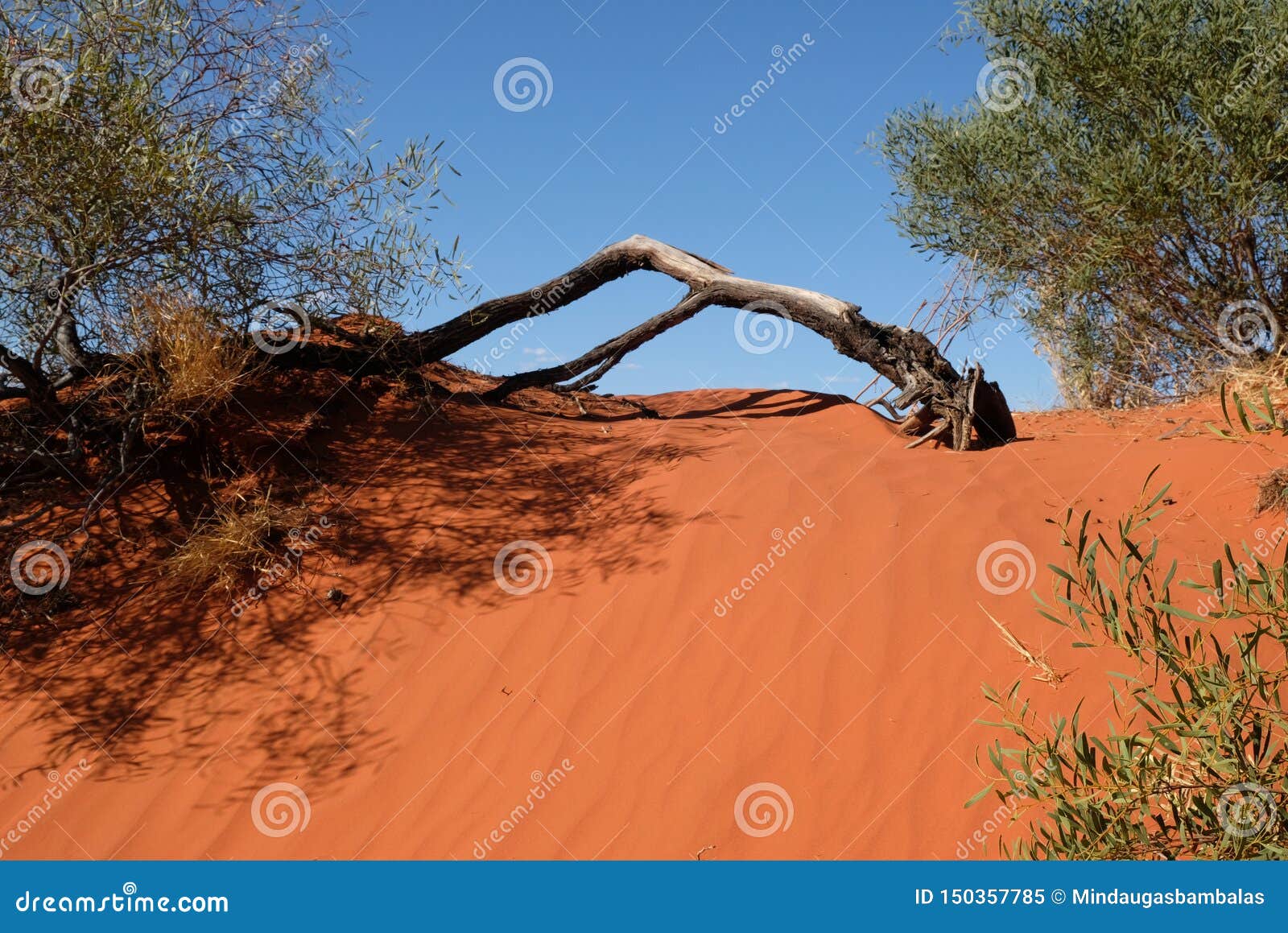 Tree on the red sand dune stock image. Image of outdoor - 150357785