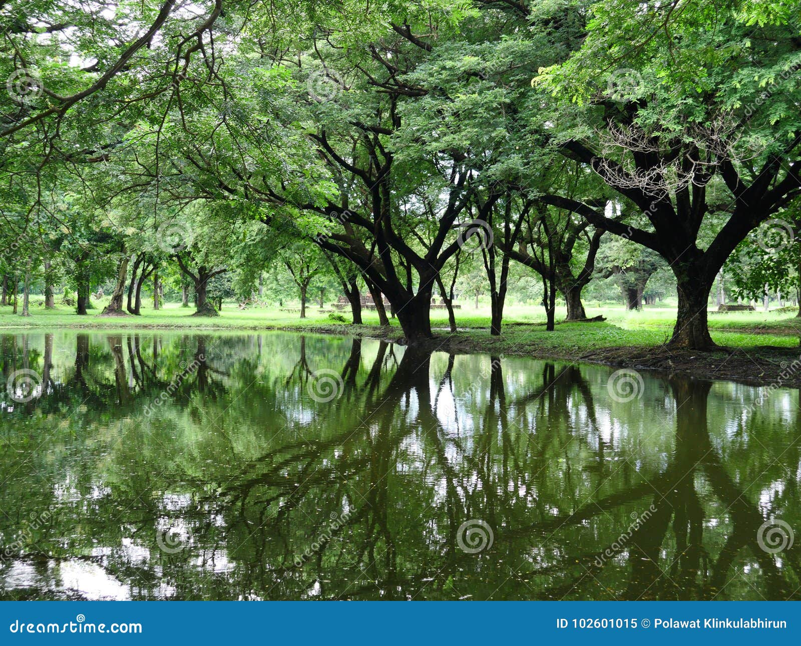 The Tree Reflect Background Stock Image - Image of blue, environment ...