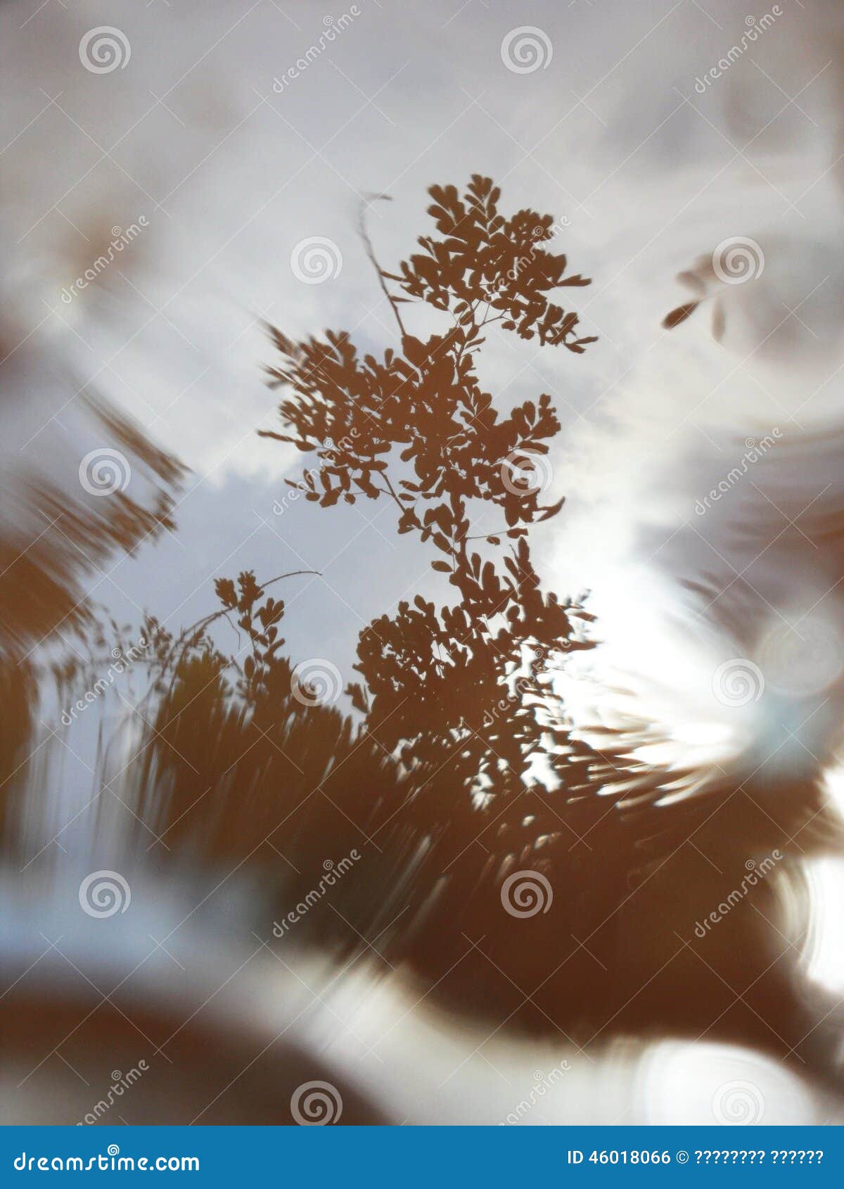 Tree reflect stock photo. Image of water, raining, indistinct - 46018066