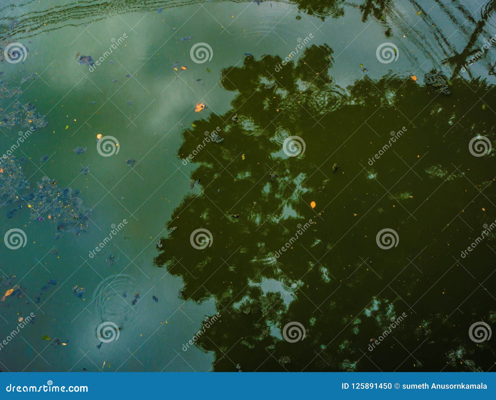 Tree reflect in the water stock photo. Image of park - 125891450