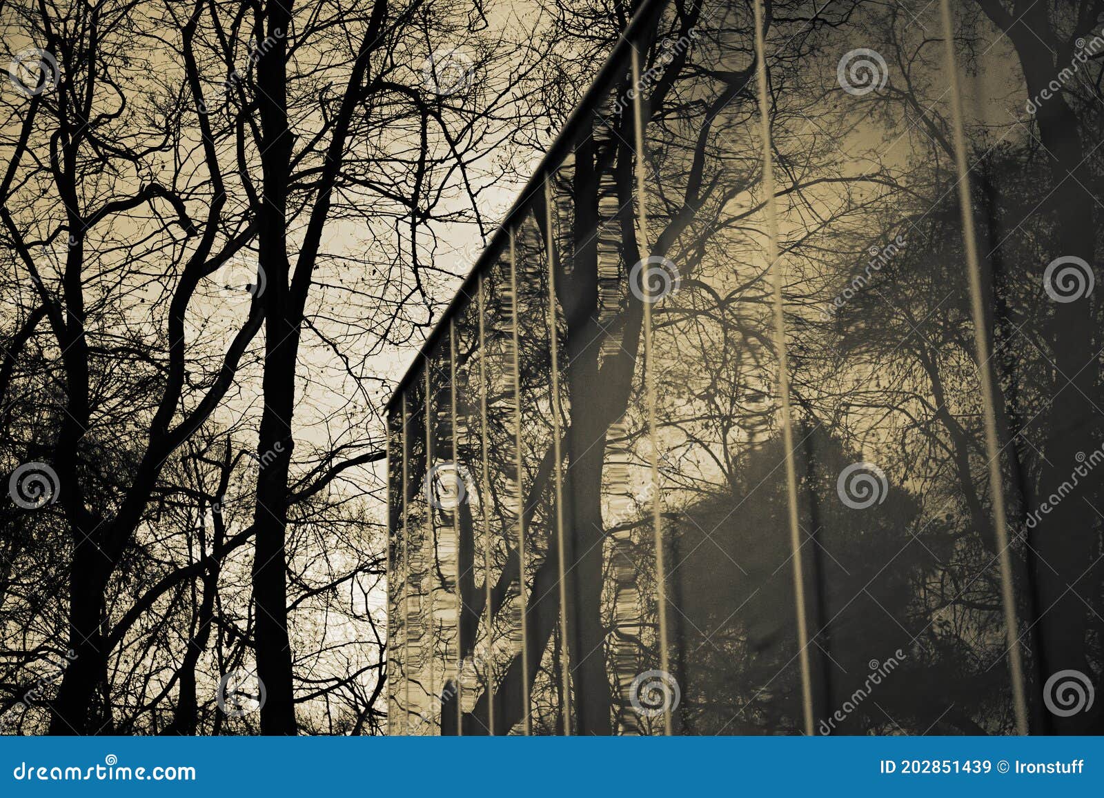 Reflection of a Tree in a Glass Wall of a Building Stock Image - Image ...