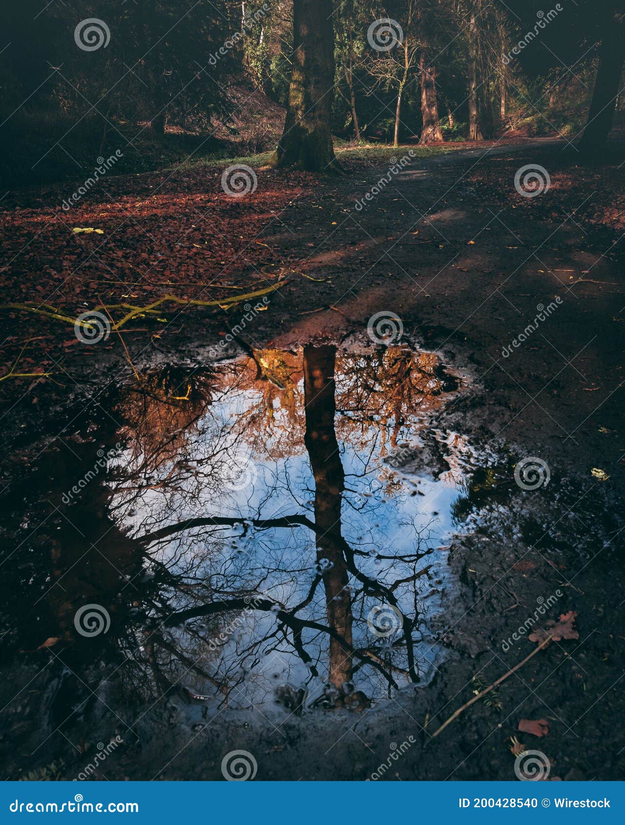 Tree Reflected on a Pond in a Forest Stock Photo - Image of fall ...