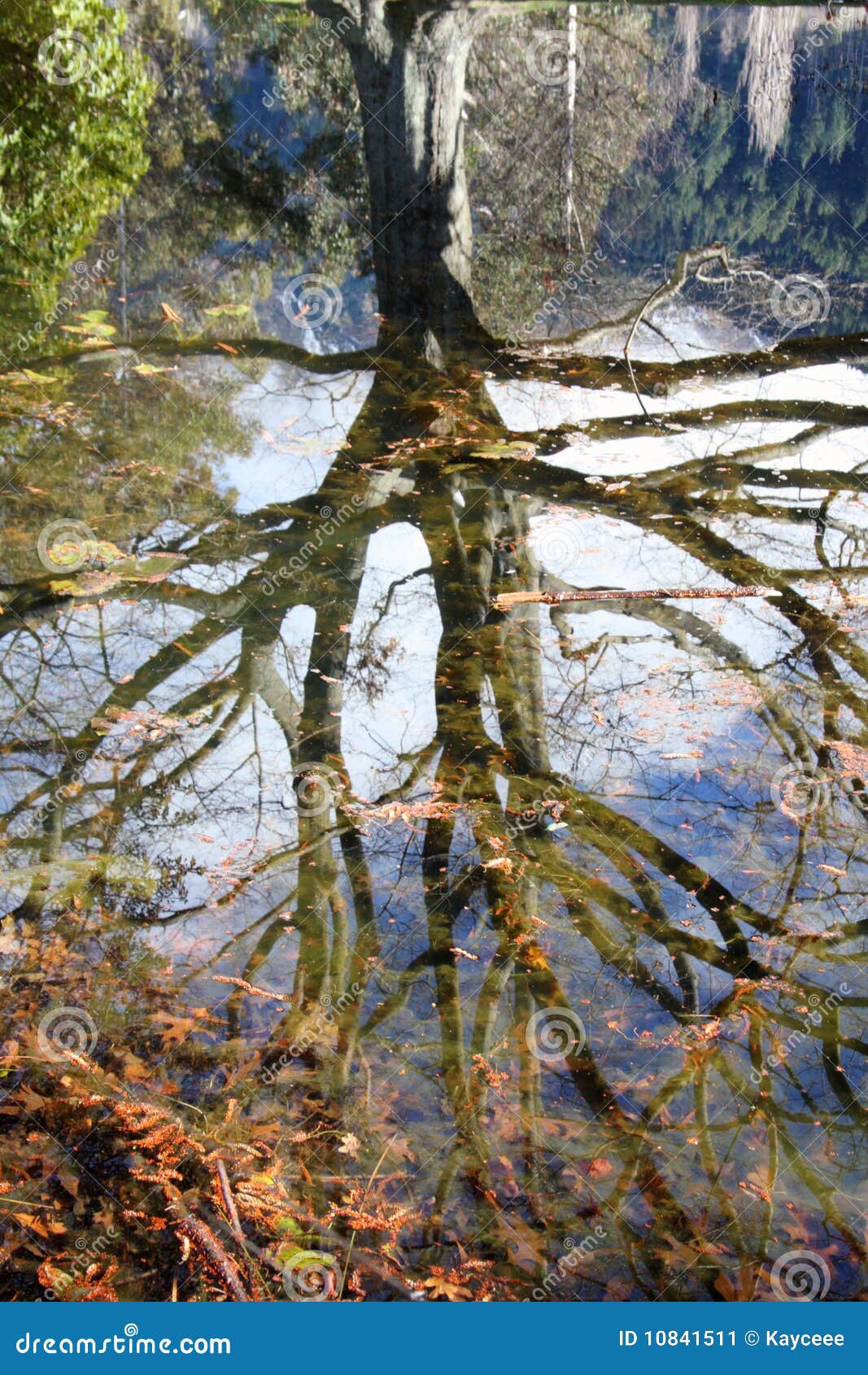 Tree Reflected in Still Pond Stock Image - Image of peaceful, leaves ...