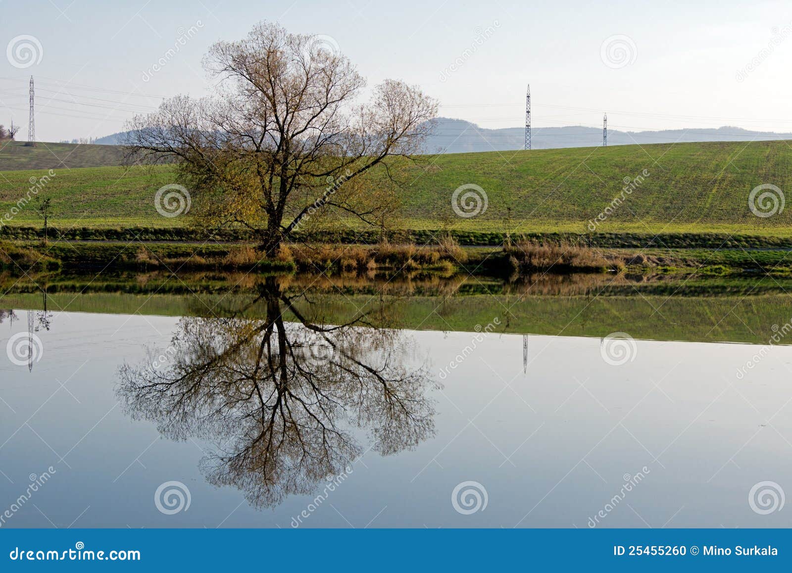 Tree reflected in a water stock photo. Image of lake - 25455260