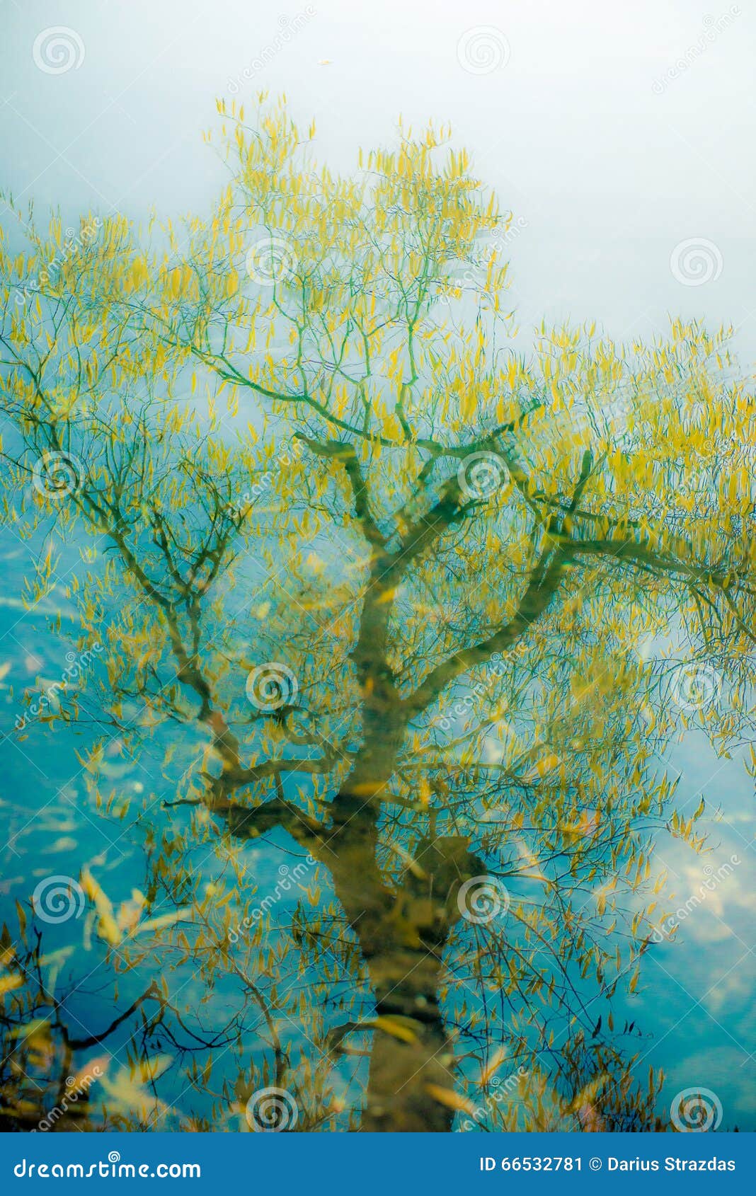 Tree reflected in water stock image. Image of reflected - 66532781