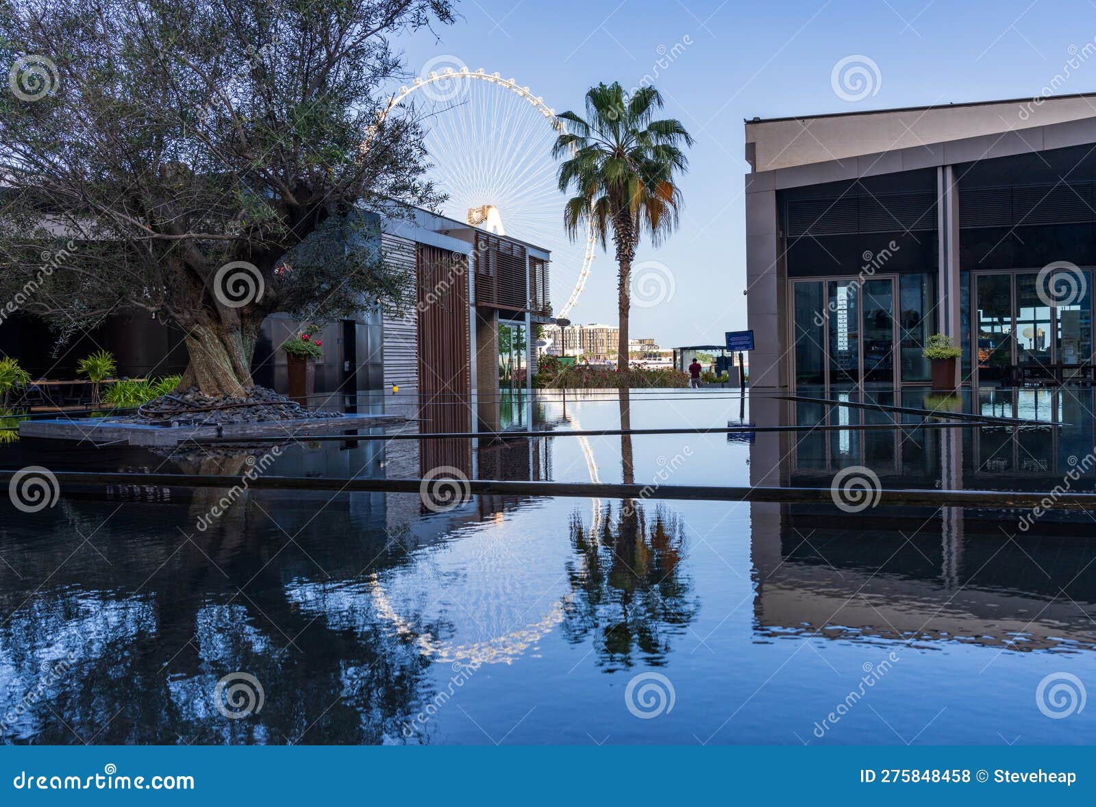 Tree Reflected in Water Feature at JBR District of Dubai Stock Photo ...