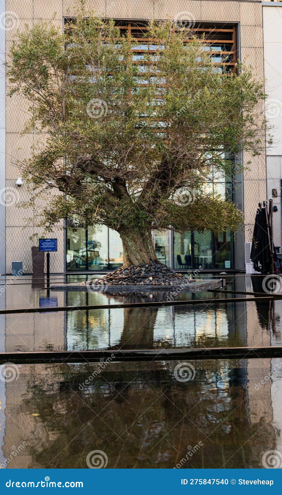 Tree Reflected in Water Feature at JBR District of Dubai Stock Photo ...