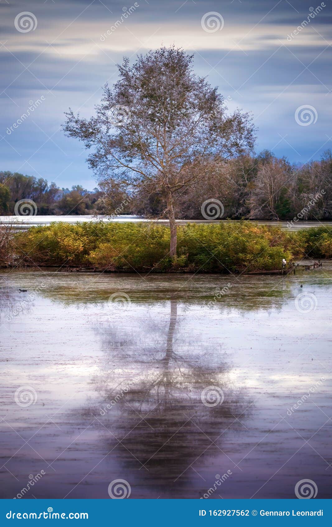 Tree Reflected in the Water of the Lake Stock Photo - Image of specular ...
