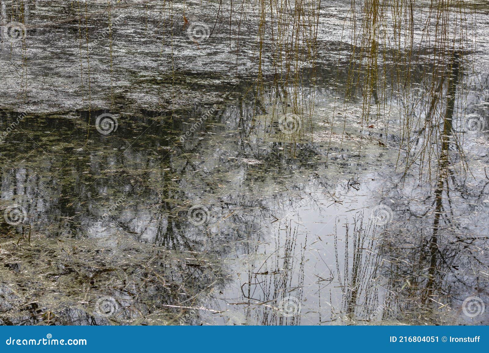 Reflection of a Tree in the Water of a Small Pond Stock Image - Image ...