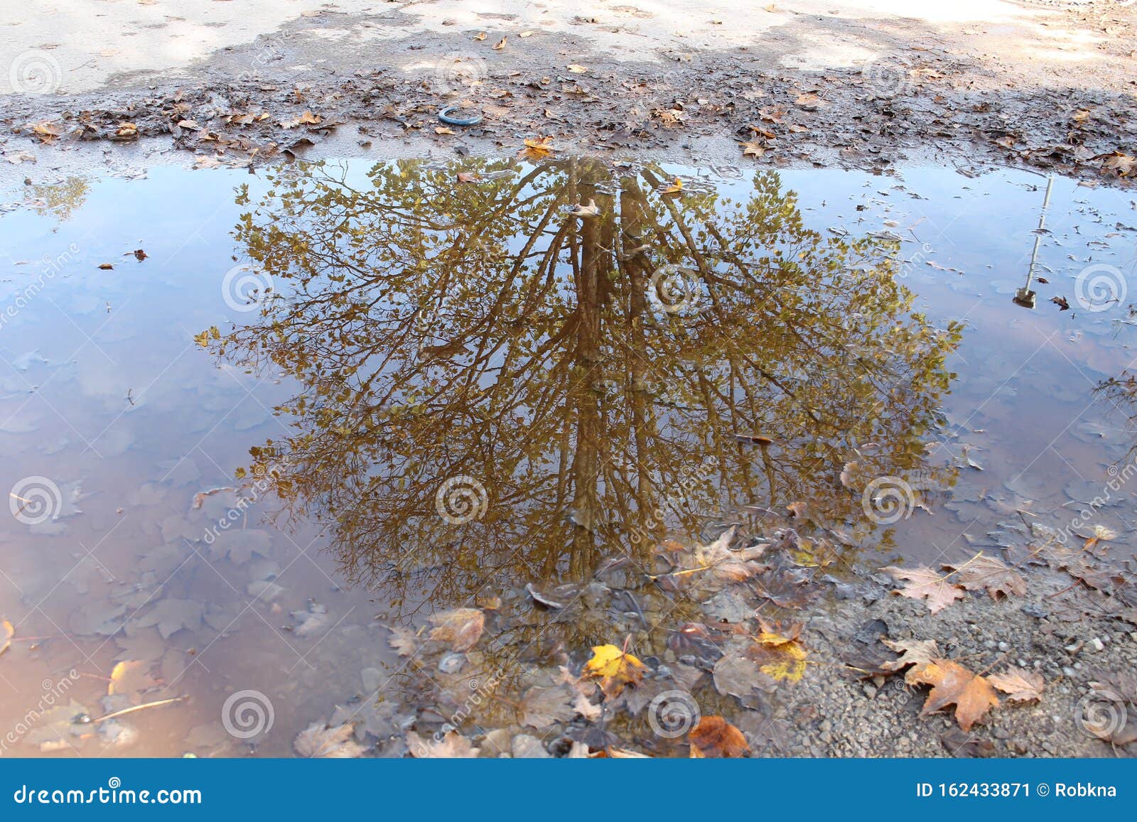 Tree Reflecting in a Muddy Puddle of Water Stock Image - Image of ...
