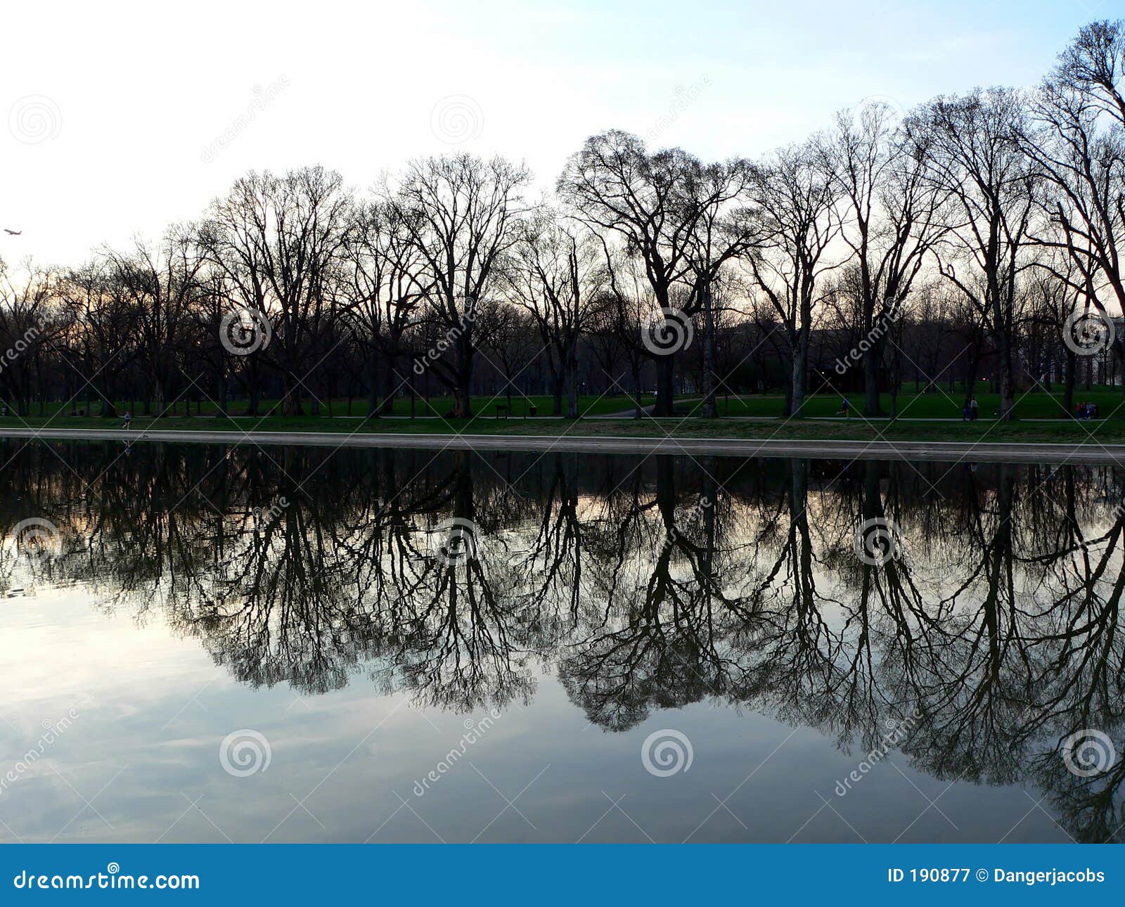 Tree and Reflecting Pool at Lincoln Memorial in Washington DC Stock ...