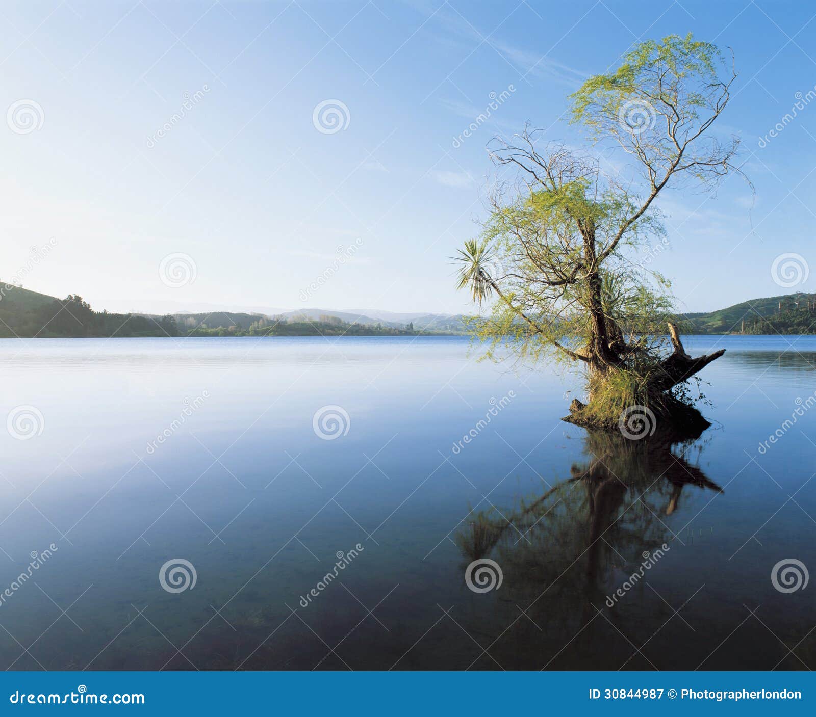 Tree Reflecting on Still Water of Lake Stock Image - Image of ...