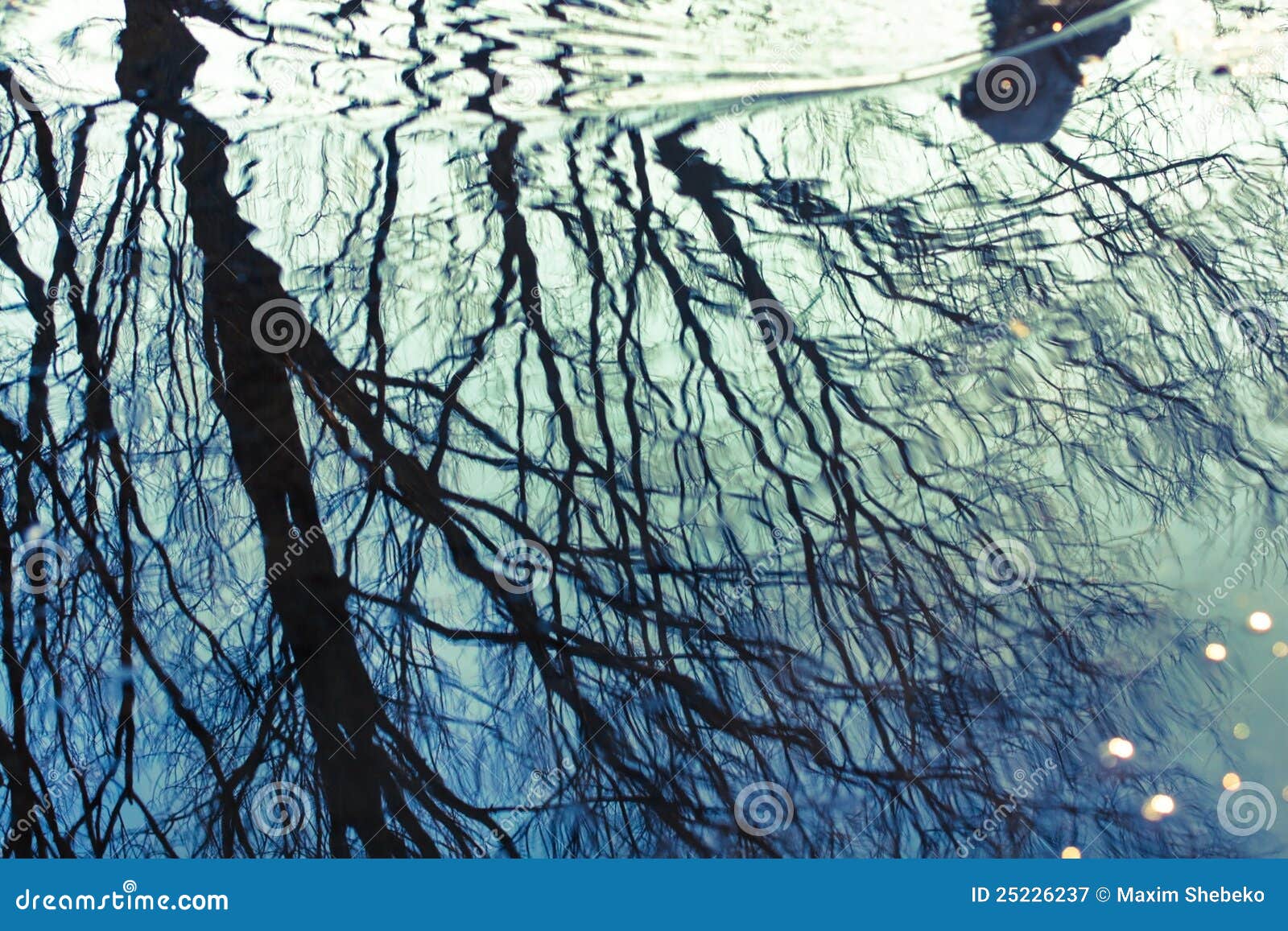 Tree Reflecting on Water stock image. Image of september - 25226237
