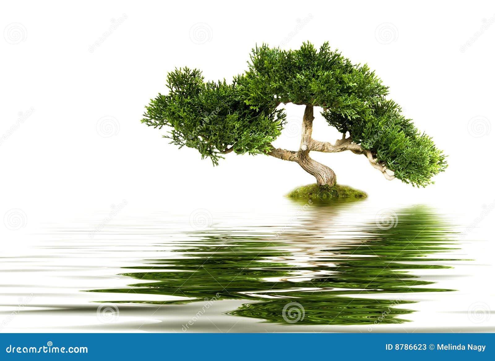 Tree reflecting in water stock image. Image of houseplant - 8786623