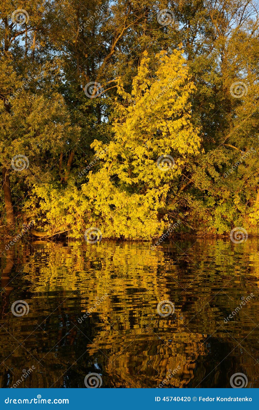 Tree Reflecting in Water, Autumn Scenics Stock Photo - Image of lash ...